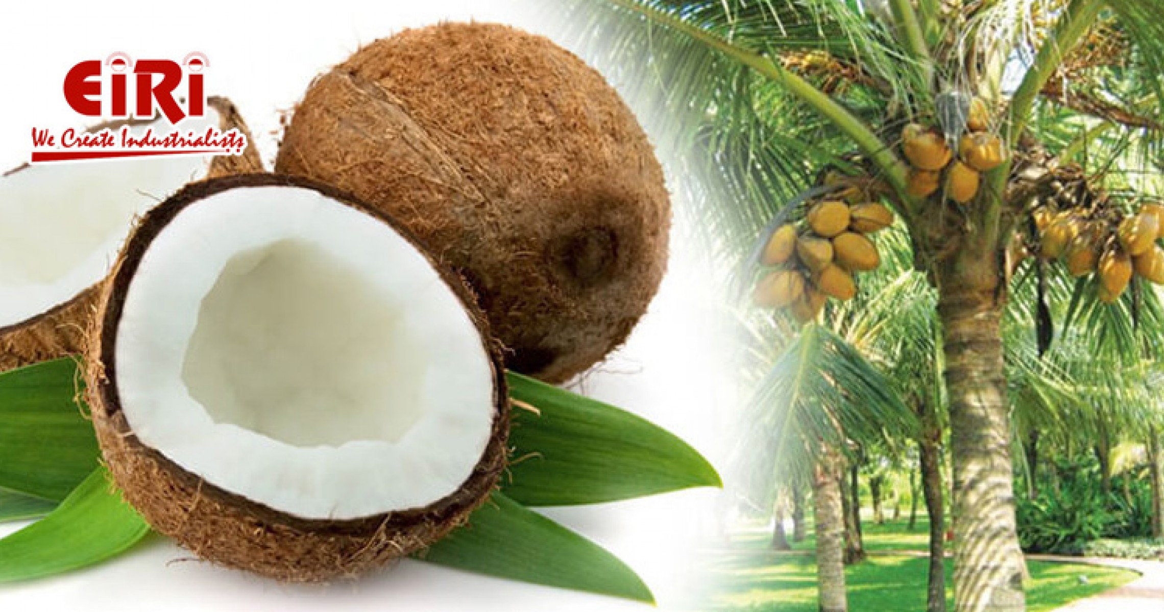 Starting a Coconut Processing Plant | Small Scale Business Idea | How ...