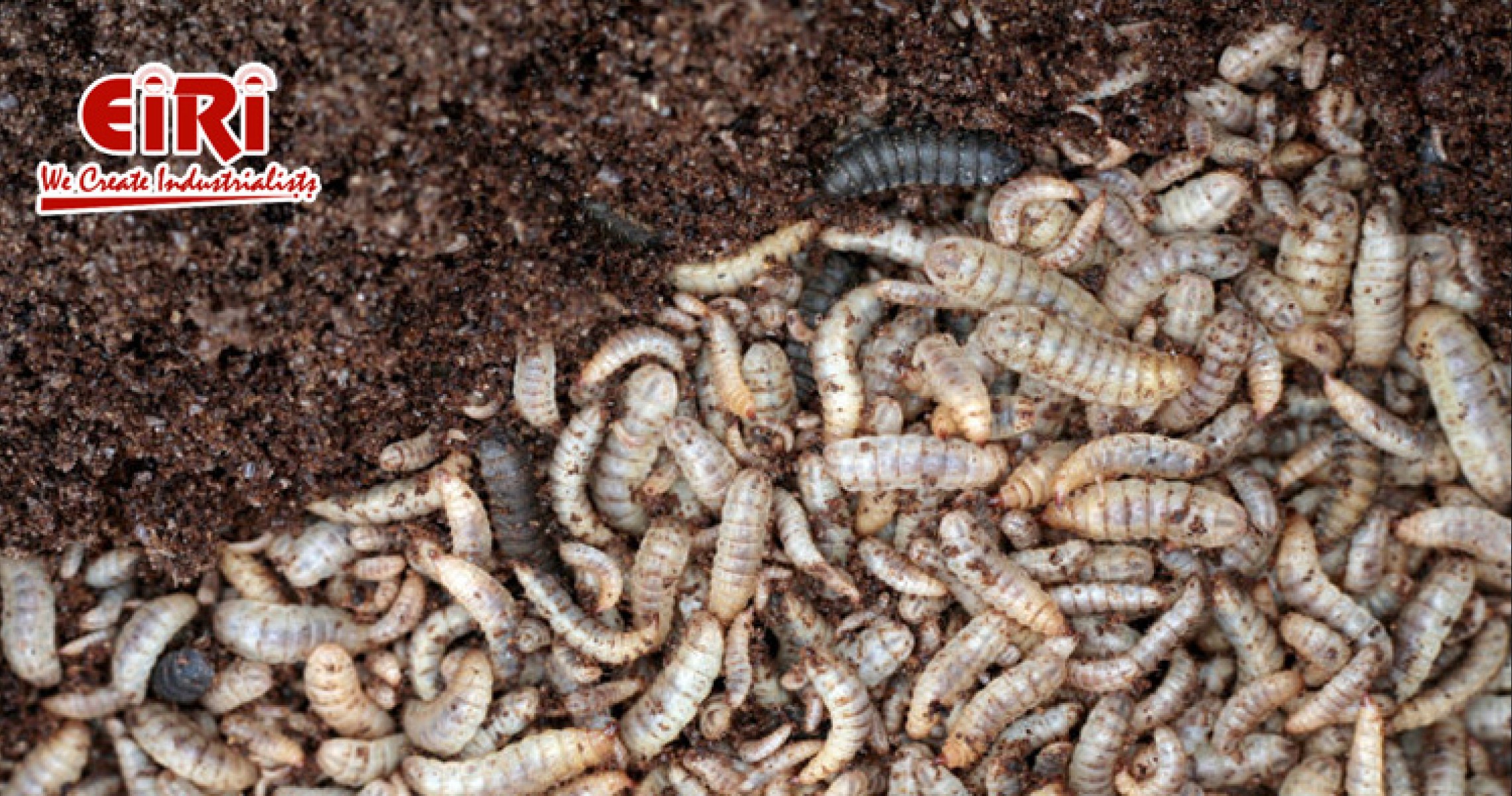The Black Soldier Fly Farming Business: A Sustainable Revolution in ...